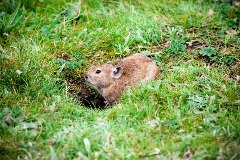 569 Trou De Rat Photos libres de droits et gratuites de Dreamstime - Page 2