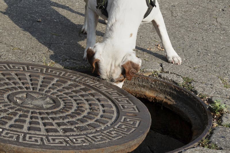 Rat dog at work stock photo. Image of cover, work, control - 122945968