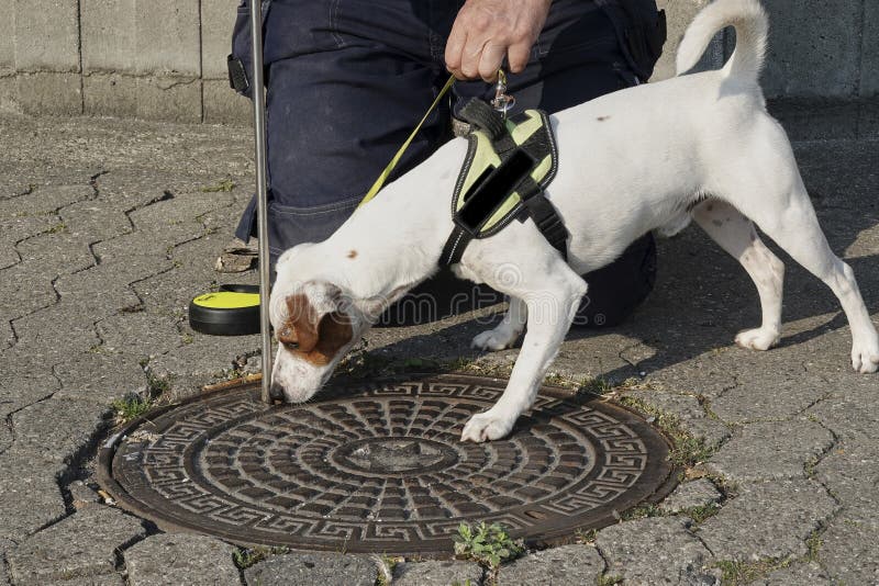 Rat dog at work stock image. Image of work, search, defect - 123037157
