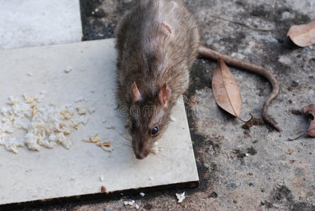 A rat eating stock photo. Image of mouse, rodent, animal - 22892350