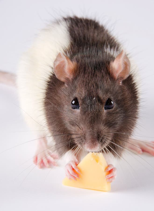 2,503 Rat Love Stock Photos - Free & Royalty-Free Stock Photos from ...
