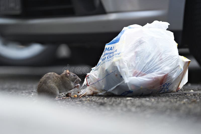 A Rat Eating from a Garbage Bag Stock Photo - Image of city, rodent ...