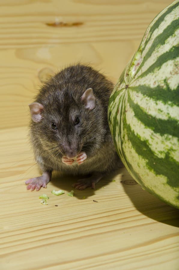 Rat eats a watermelon. stock image. Image of fruit, juicy - 124950875