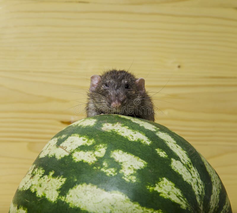 Rat eats a watermelon. stock photo. Image of freshness - 124950894