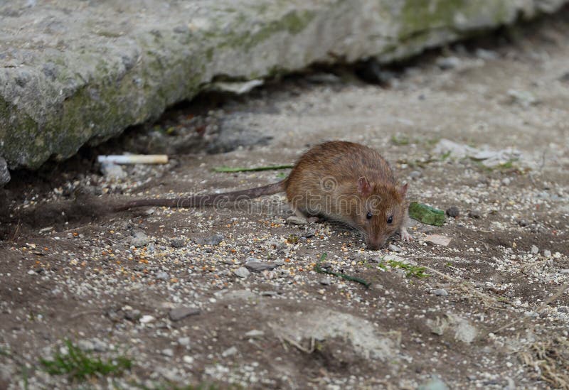 Rat Eats Bread Crumbs Next To Its Burrow Stock Image - Image of ...