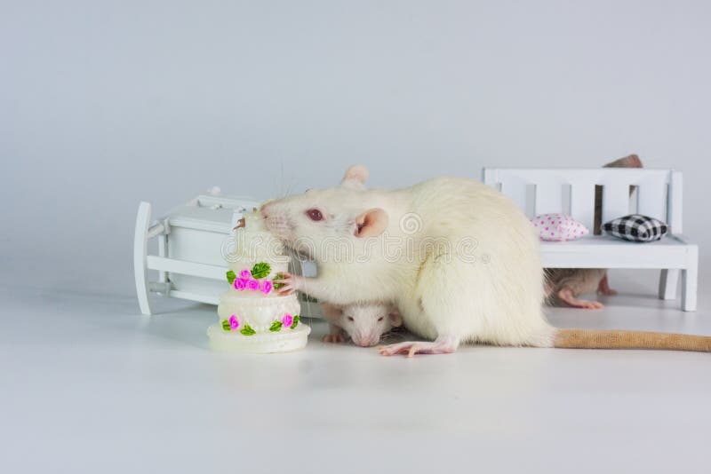 Rat Eats Cake. the Mouse Bites a Beautiful Cake Stock Image - Image of ...