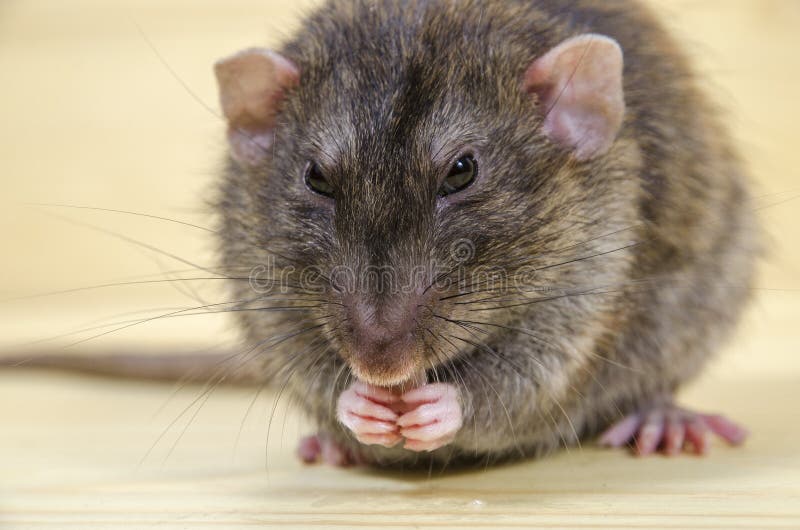 Rat eats lard. stock image. Image of food, mammal, fresh - 122057935