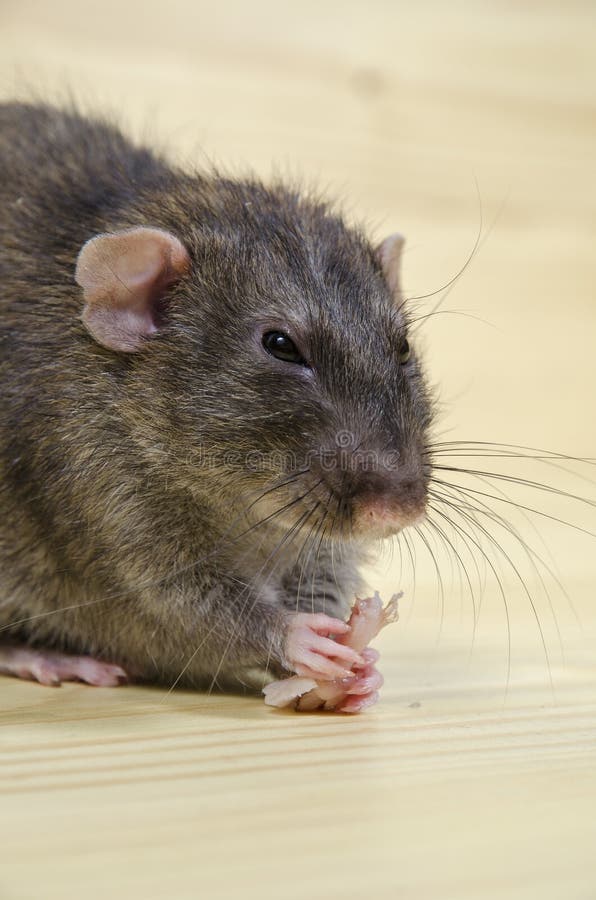 Rat eats lard. stock photo. Image of animal, lard, food - 122057894