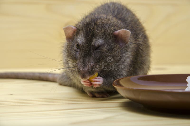 Rat eats rice with corn. stock image. Image of eating - 123935961