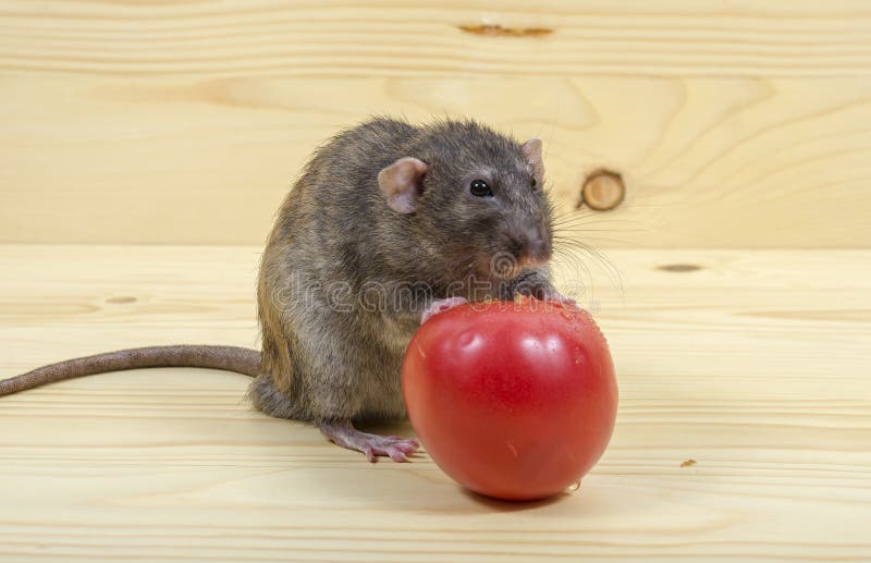Rat eats a tomato. stock image. Image of wooden, food - 120915979