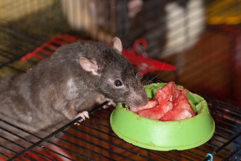 Rat eats a watermelon stock image. Image of berry, cage - 21952319