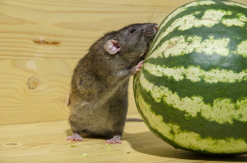 Rat eats a watermelon. stock photo. Image of rats, healthy - 124951136