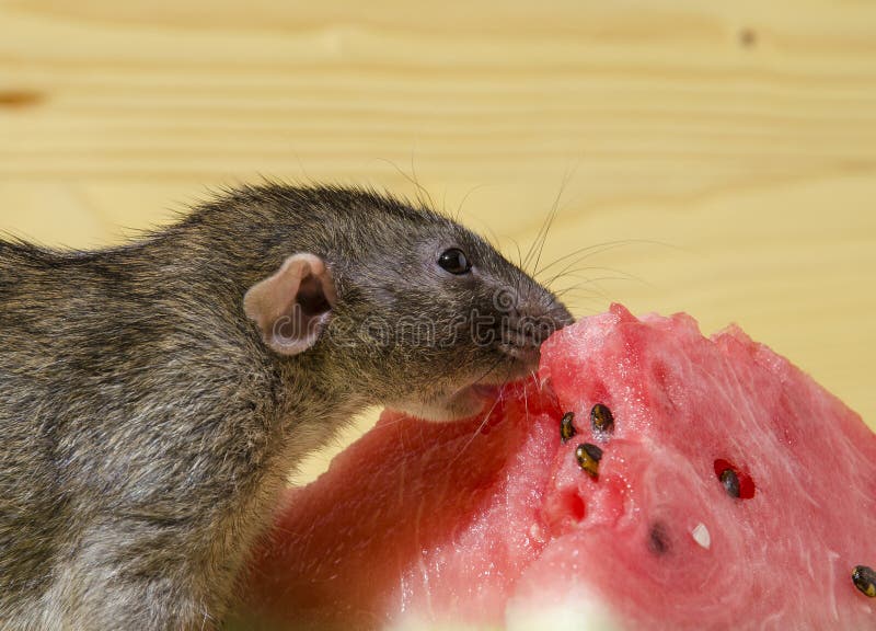 Rat Eats a Watermelon with Seeds. Stock Photo - Image of food, animal ...