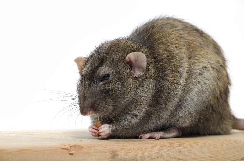Rat eats wood. stock image. Image of nature, animal - 121596221
