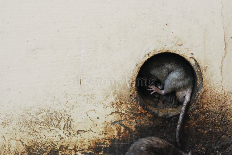 Rat En Trou Au Temple De Rat Dans L'Inde Photo stock - Image du ...