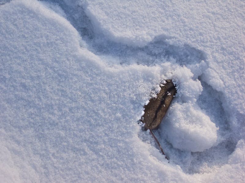 Rat et neige photo stock. Image du hiver, froid, dreamland - 12767776