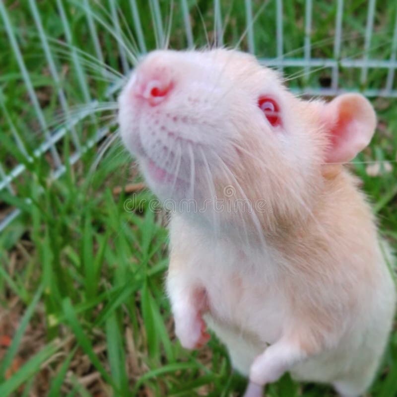 Rat Face stock photo. Image of standing, large, outdoor - 104074496