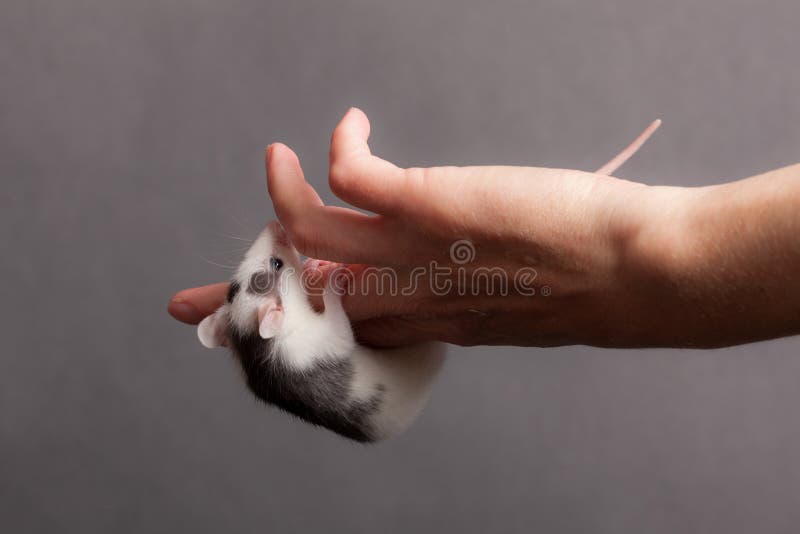 Rat on a finger stock photo. Image of animals, small - 159026390