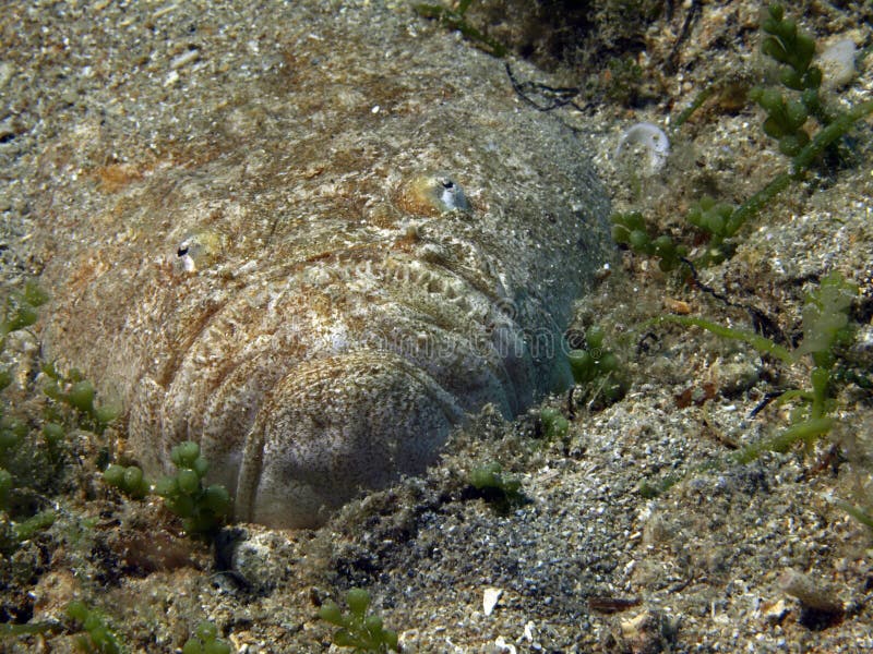 Rat fish stock image. Image of algae, alicante, diving - 20760001