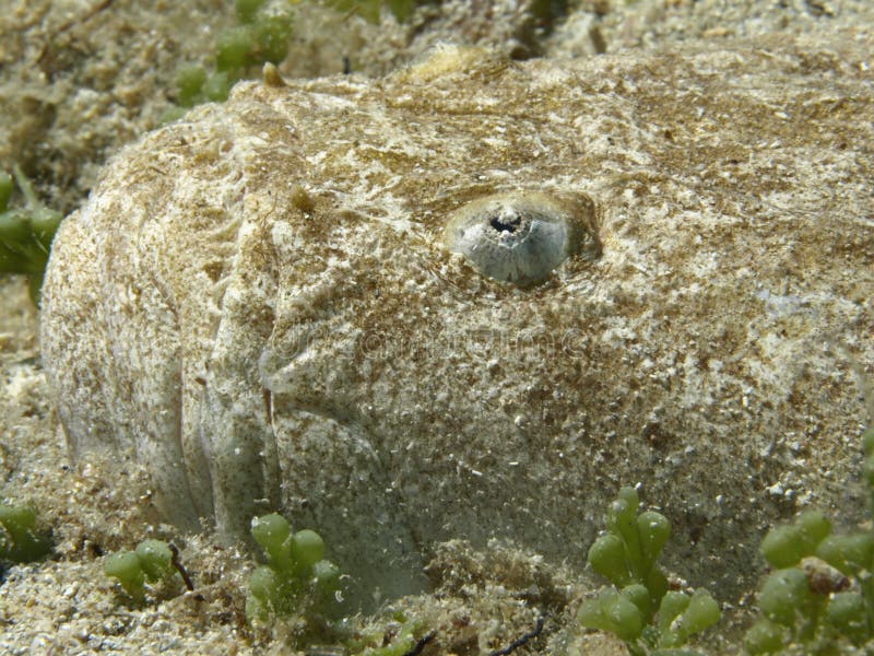 Rat fish stock photo. Image of sand, mouth, uranoscopus - 20760050