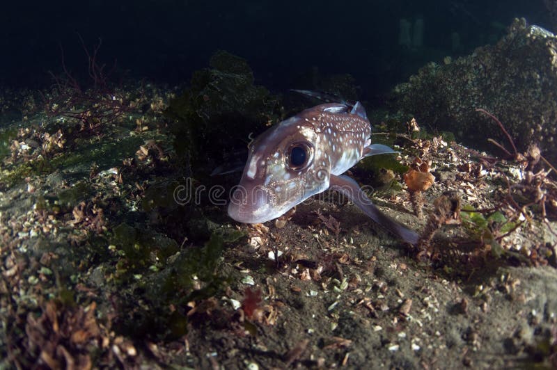 Rat Fish stock image. Image of rocks, underwater, wild - 23829623