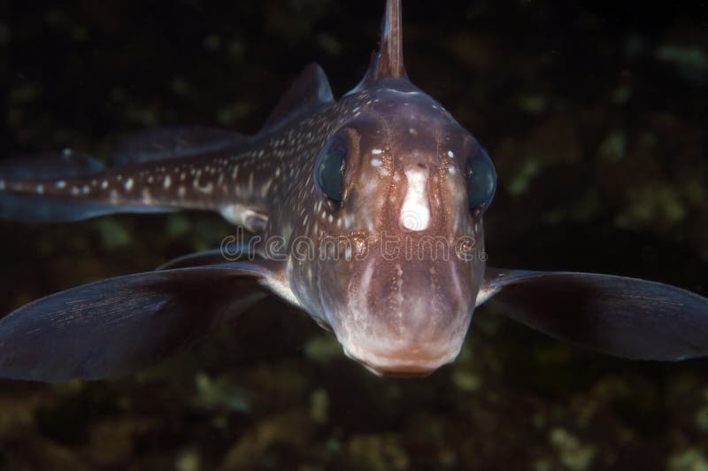 Rat Fish stock image. Image of creature, marine, animal - 28650693