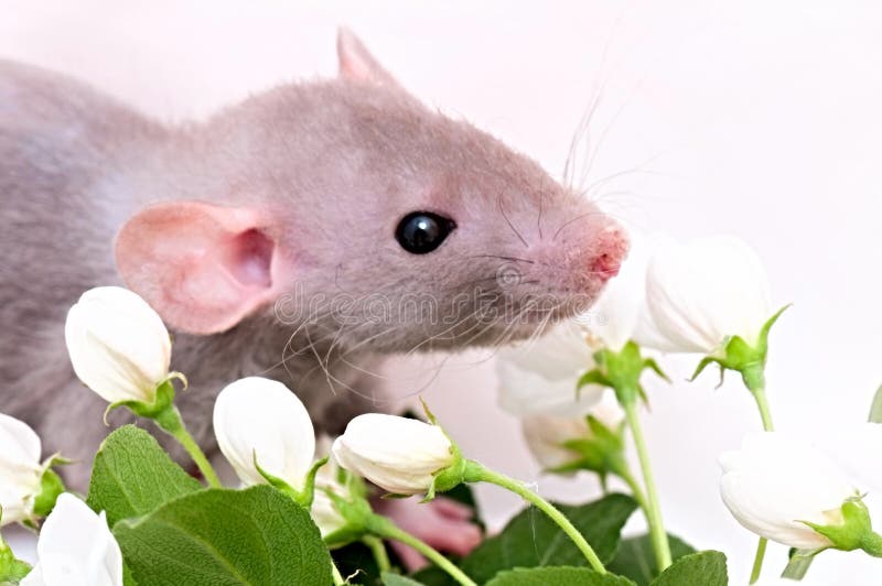 Rat with flowers stock photo. Image of white, mammal - 84140496