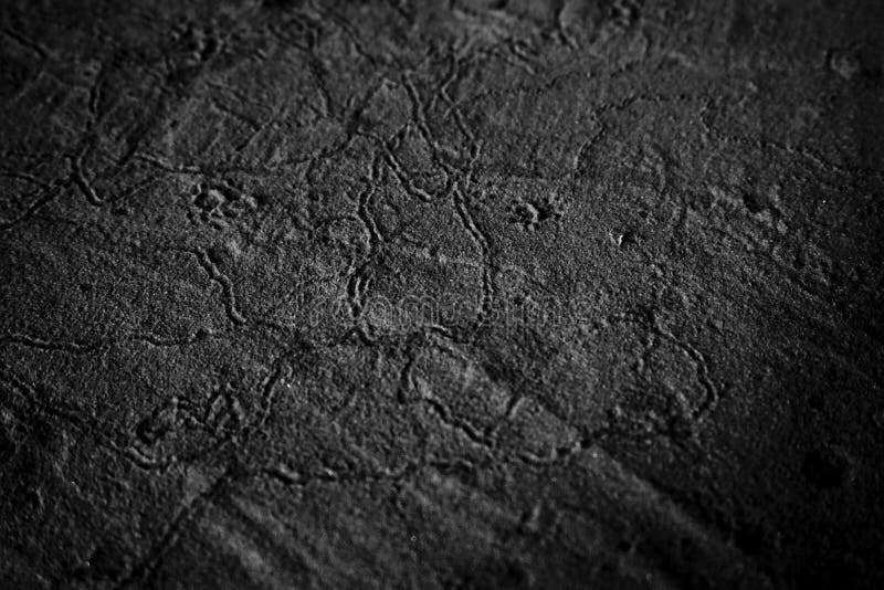 Rat Footprints Stock Photos - Free & Royalty-Free Stock Photos from ...