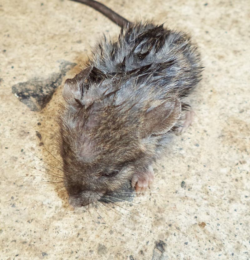 Rat on freeze stock image. Image of home, shower, floor - 49046911