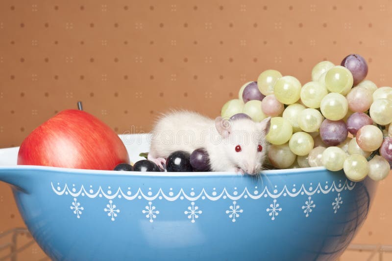 Rat in Fruit Bowl stock image. Image of grapes, albino - 18915265