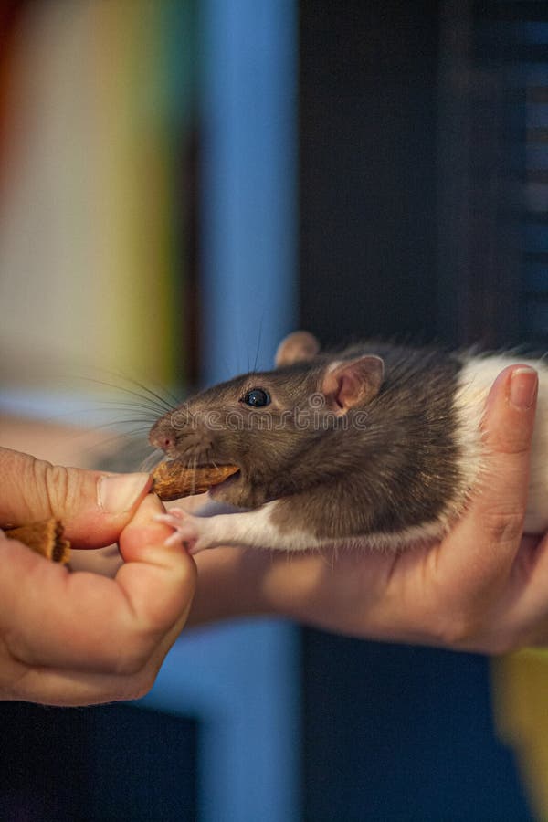 Rat Getting a Snack from Human Owner, Hand Fed Rat Stock Image - Image ...
