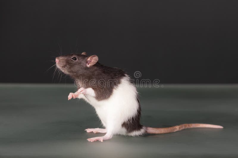 Rat on a glass table stock photo. Image of pets, fluffy - 178657382