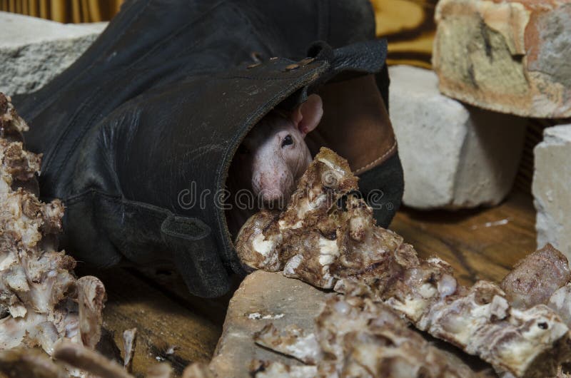 Rat gnaws bone. stock photo. Image of rodent, black - 126122556