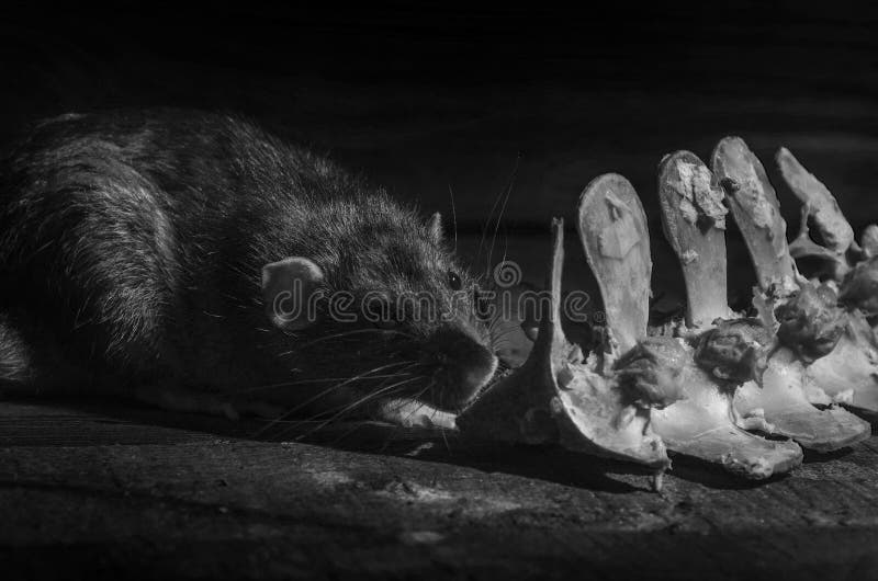 Rat gnaws bone. stock image. Image of animal, bones - 124199829