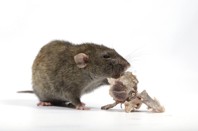 Rat gnaws bone. stock photo. Image of mammal, meat, chew - 125767190