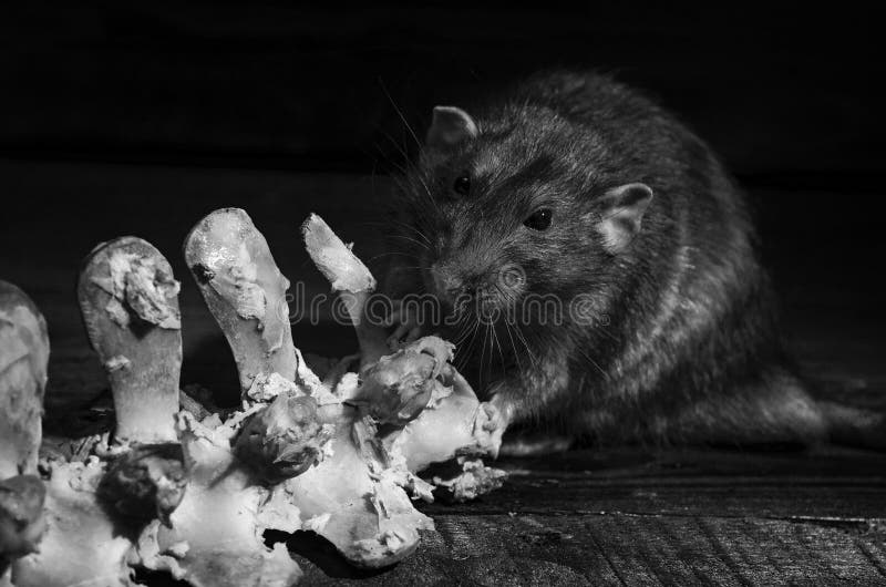 Rat gnaws bone. stock image. Image of mammal, rodent - 124199887