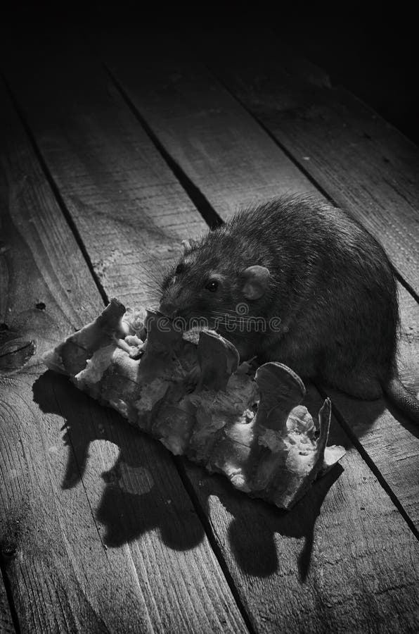 Rat gnaws bone. stock photo. Image of black, meat, wildlife - 124199916