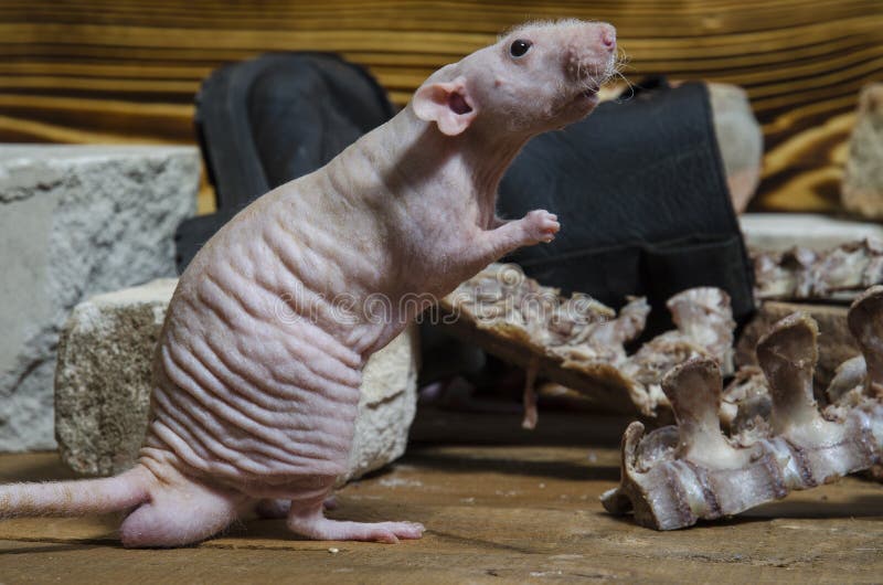 Rat gnaws bone. stock image. Image of gnaw, nature, animal - 126122579