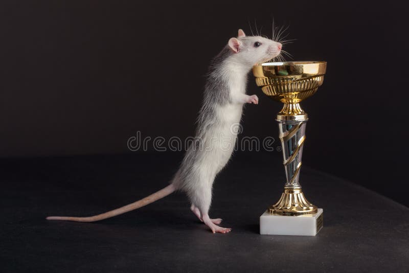 Rat with a gold cup stock photo. Image of macro, animals - 128253460