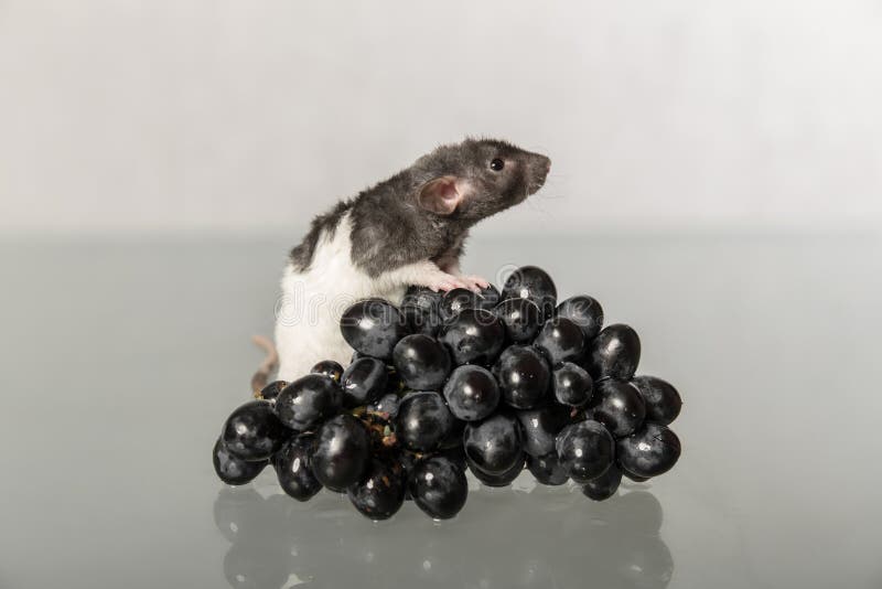 Rat and grapes stock photo. Image of rodent, grapes, white - 60278596