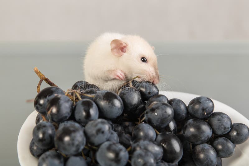 Rat and grapes on a plate stock image. Image of macro - 63225025