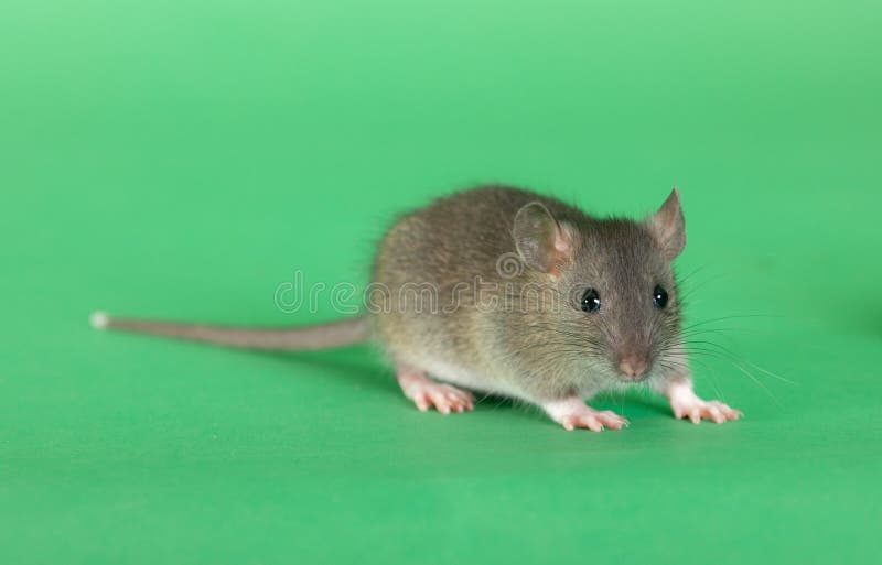 Rat on a green background stock image. Image of stand - 8475461