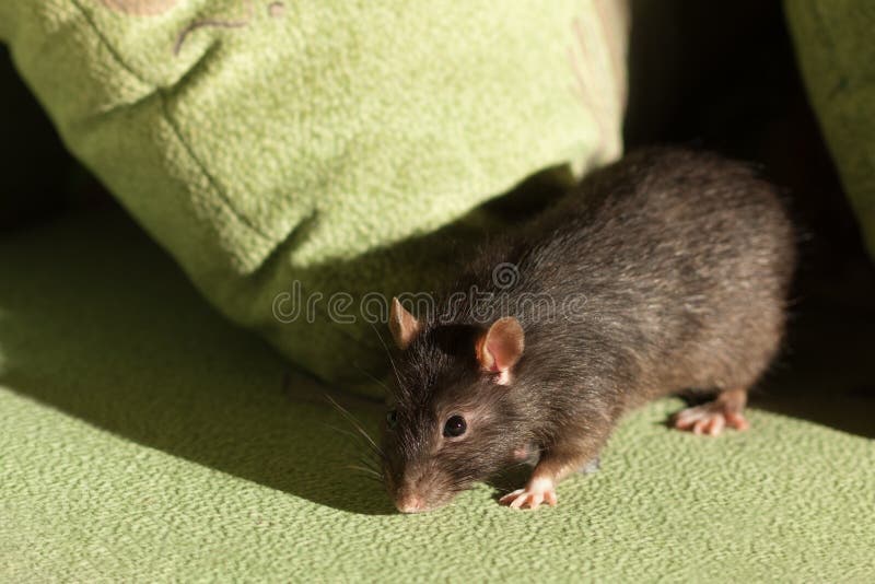 Rat on a green sofa stock photo. Image of close, green - 21156970