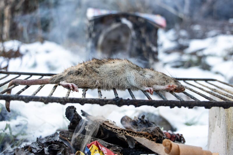 A Rat is Grilled on the Grate in a Winter Landscape Stock Image - Image ...