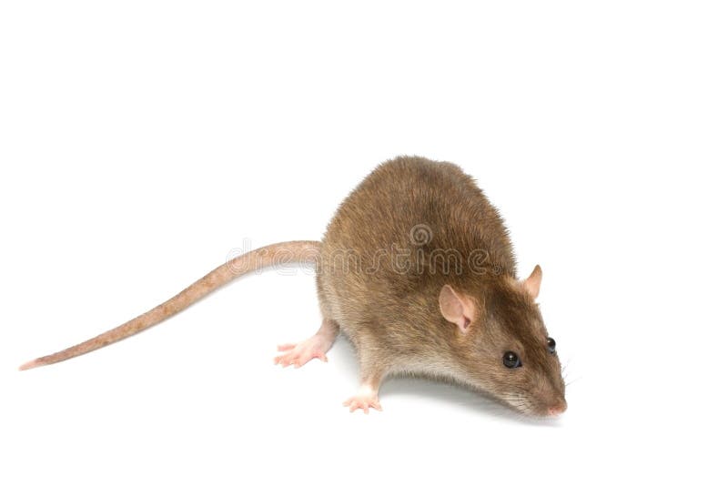 Rat gris photo stock. Image du furry, vermine, mangez - 3733680
