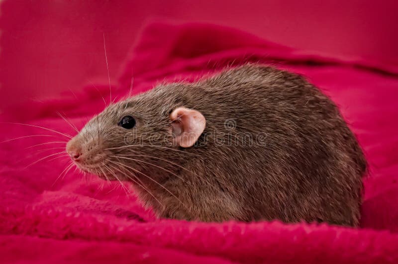 Rat image stock. Image du fourrure, domestique, blanc - 7779581