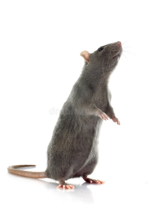 Rat gris image stock. Image du isolement, studio, animal - 49805553