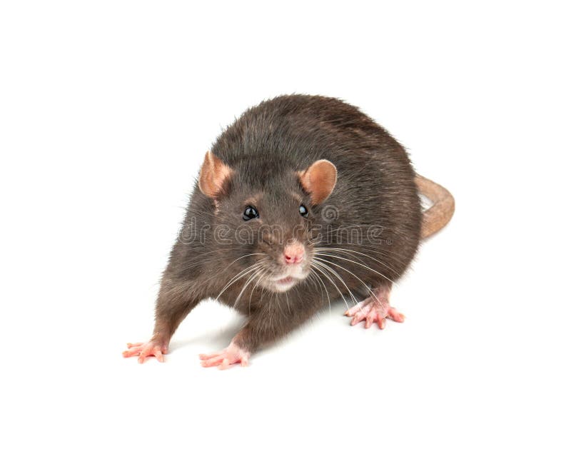 Jeune rat noir photo stock. Image du isolement, simple - 12581908