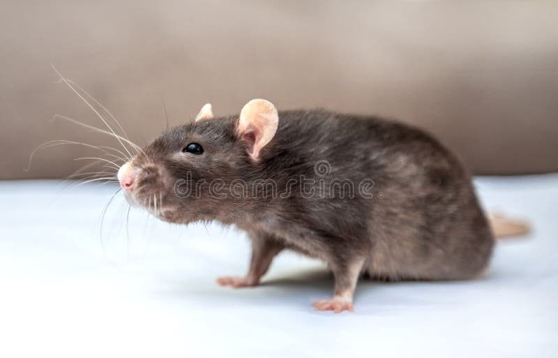 Rat Gris D'isolement Sur Le Fond Blanc Image stock - Image du timide ...