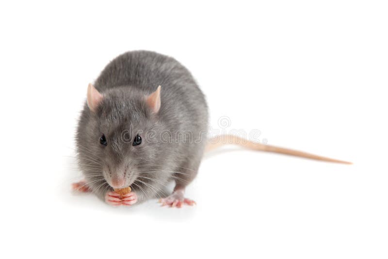 Rat sur le fond blanc image stock. Image du yeux, drôle - 21690315